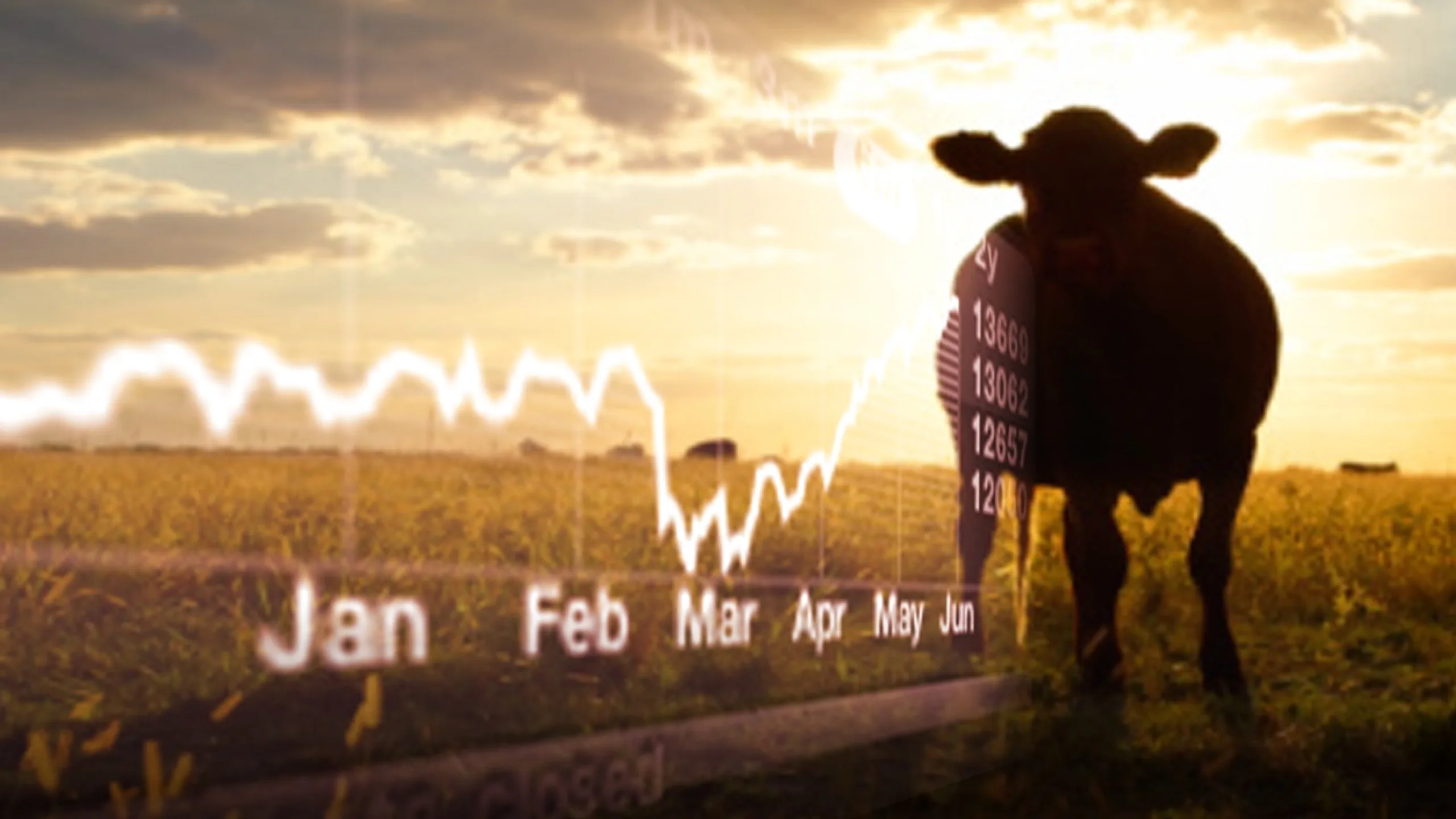 Branding and Marketing Strategy: CattleFax - STEWART